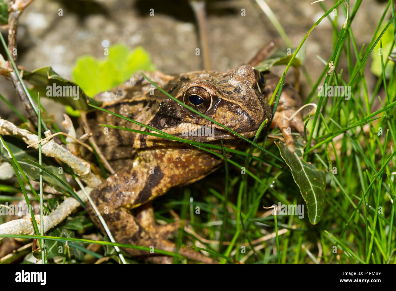 Common frog (Rana temporaria) in between blades of grass, Bavaria ...