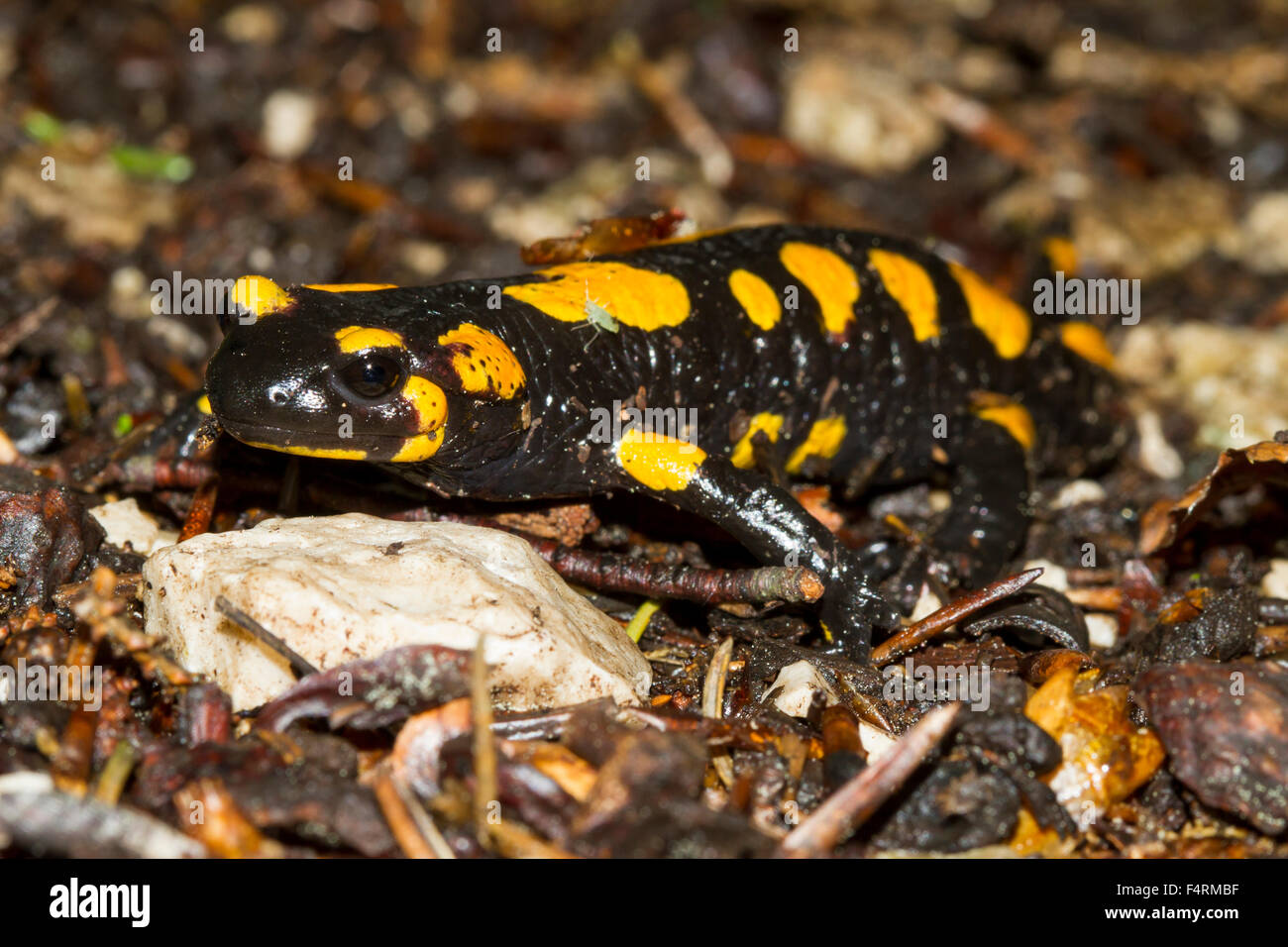 Fire salamander (Salamandra salamandra), Inntal, Bavaria, Germany Stock ...