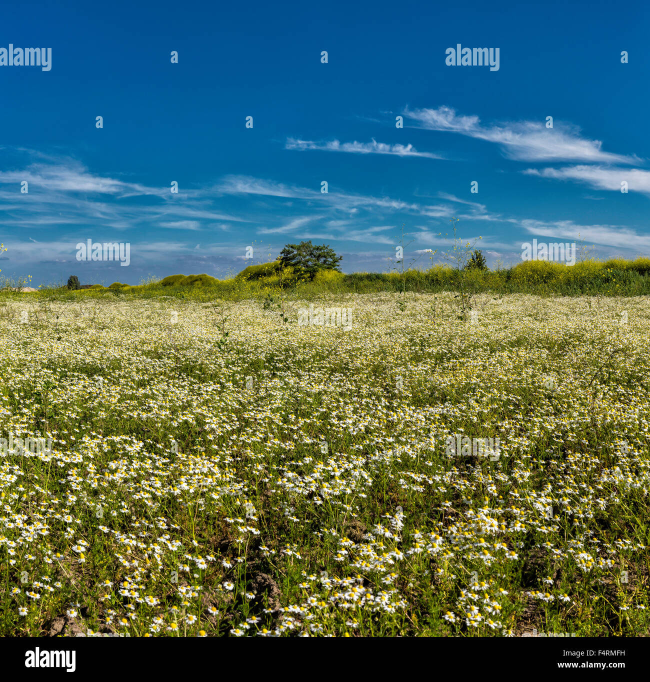 Zeewolde Netherlands High Resolution Stock Photography and Images - Alamy