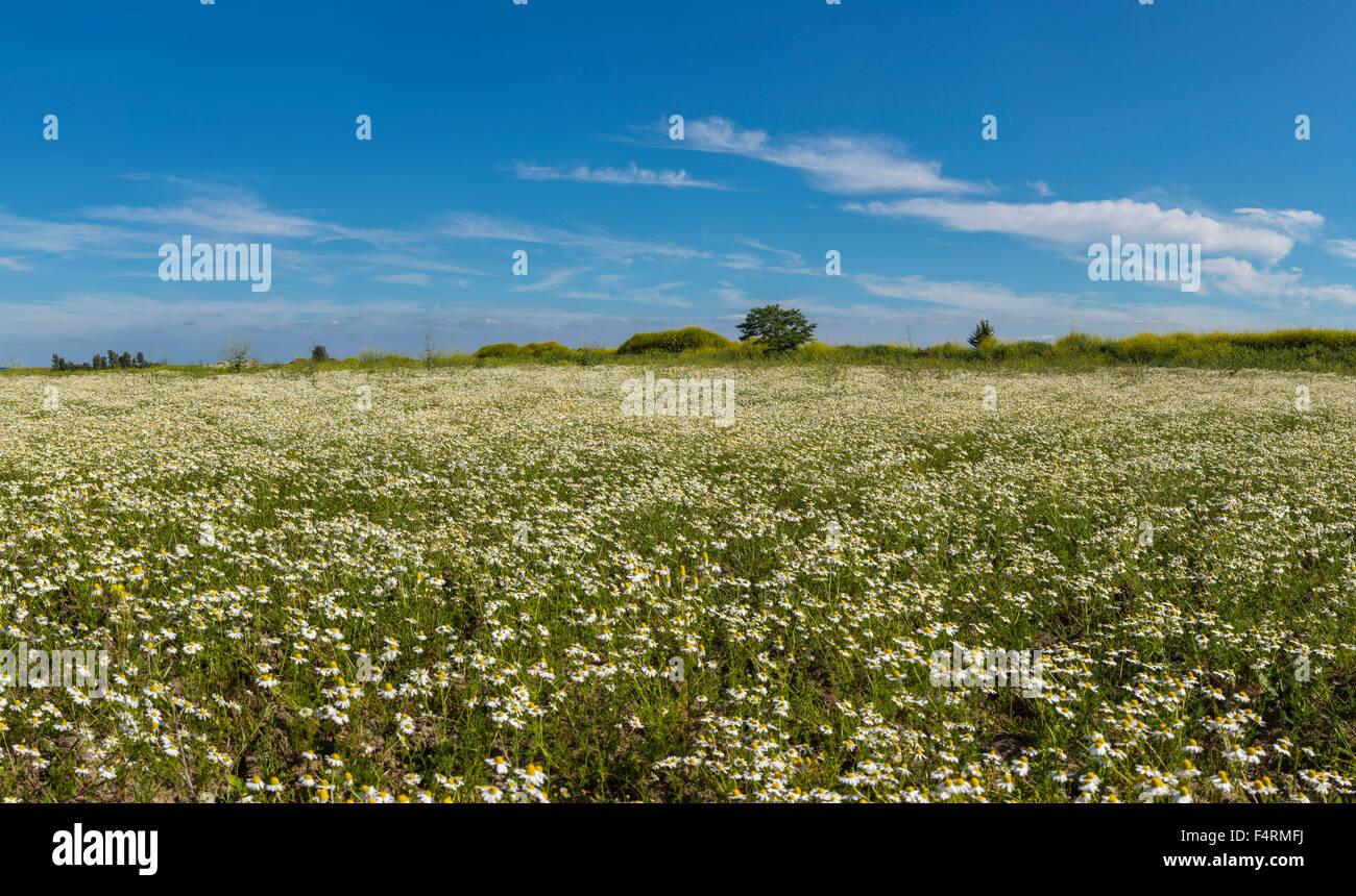 Netherlands, Europe, Holland, Zeewolde, Flevoland, landscape, flowers ...