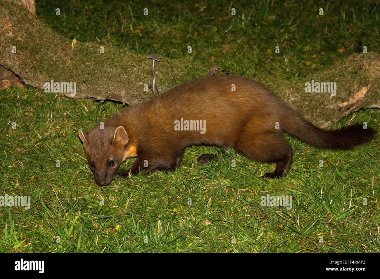 Marten cat hi-res stock photography and images - Alamy