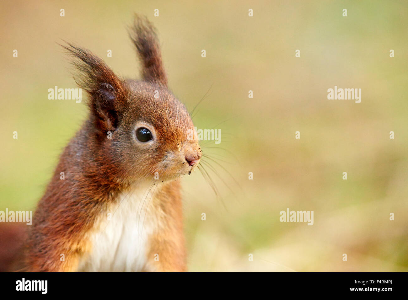 Eurasian Red Squirrel in woodland (Sciurus vulgaris Stock Photo - Alamy