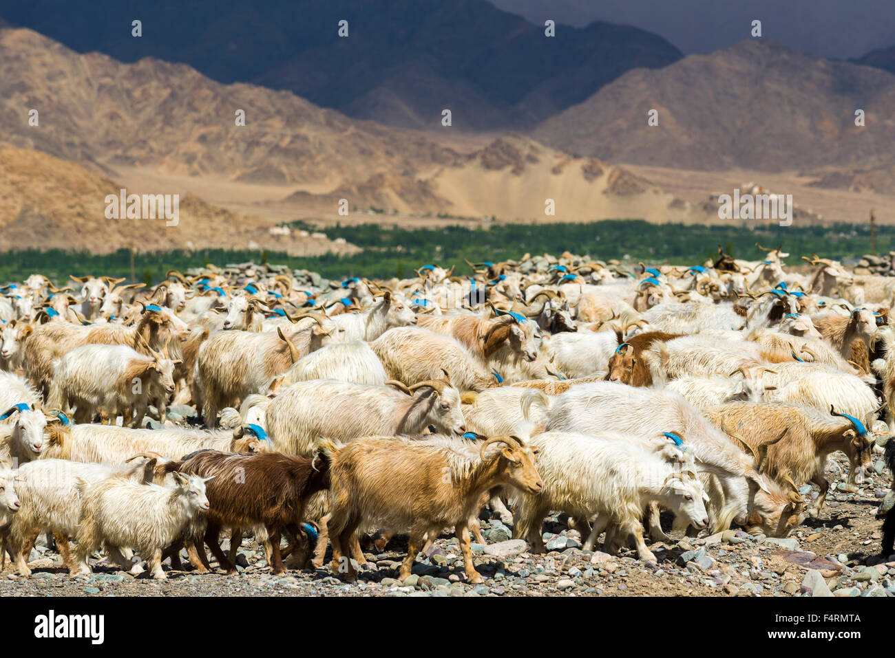Sheep on a slope hi-res stock photography and images - Alamy