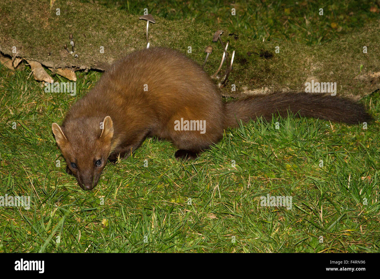 Eagles and pine marten hi-res stock photography and images - Alamy