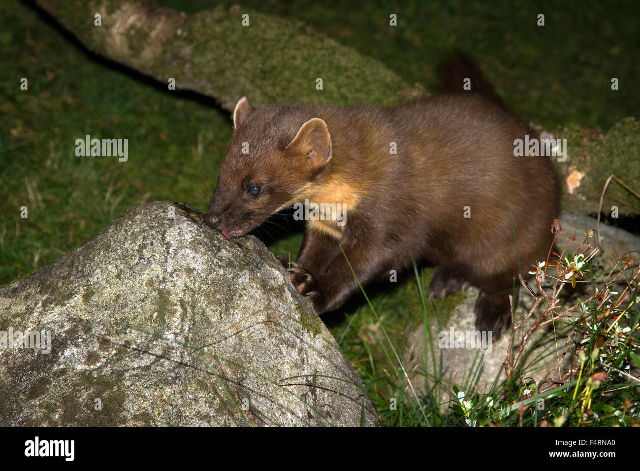 Marten cat hi-res stock photography and images - Alamy