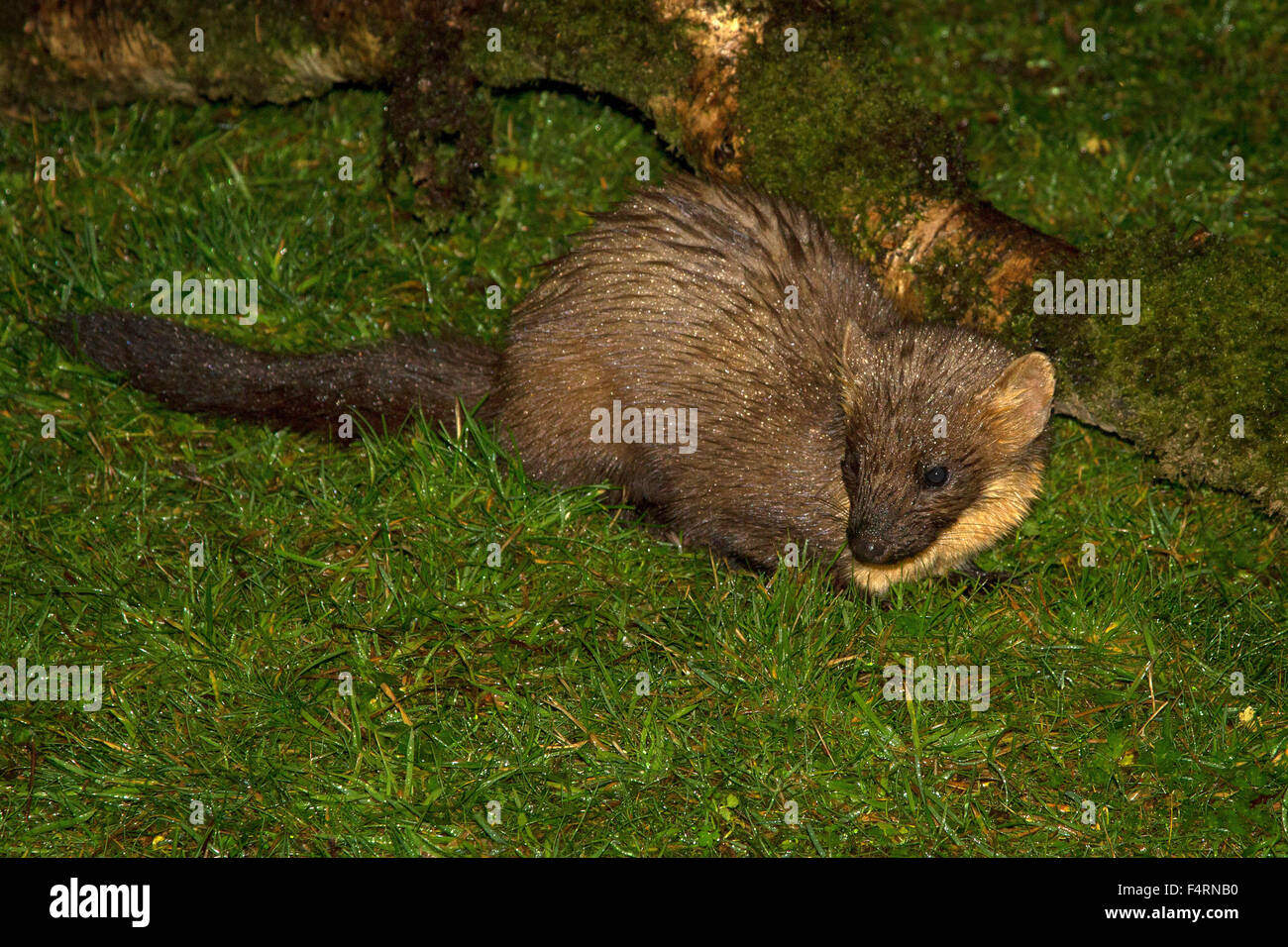Wet pine marten hi-res stock photography and images - Alamy