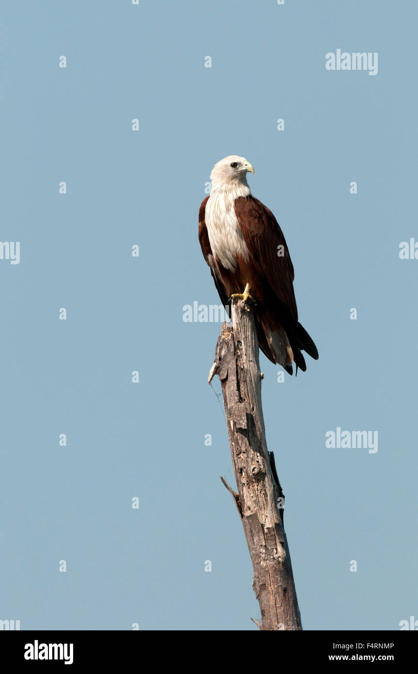 Brahminy Kite, Thailand, Asia, raptor, bird of prey, haliastur indus ...