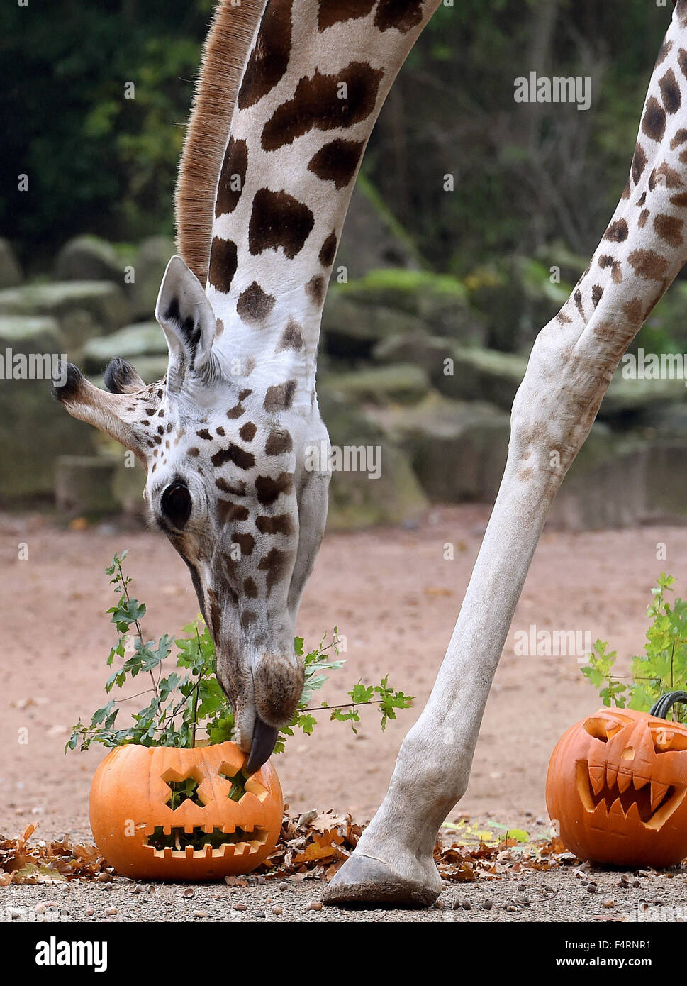 Hanover, Germany. 22nd Oct, 2015. Rothschild giraffe Jamila eats twigs ...