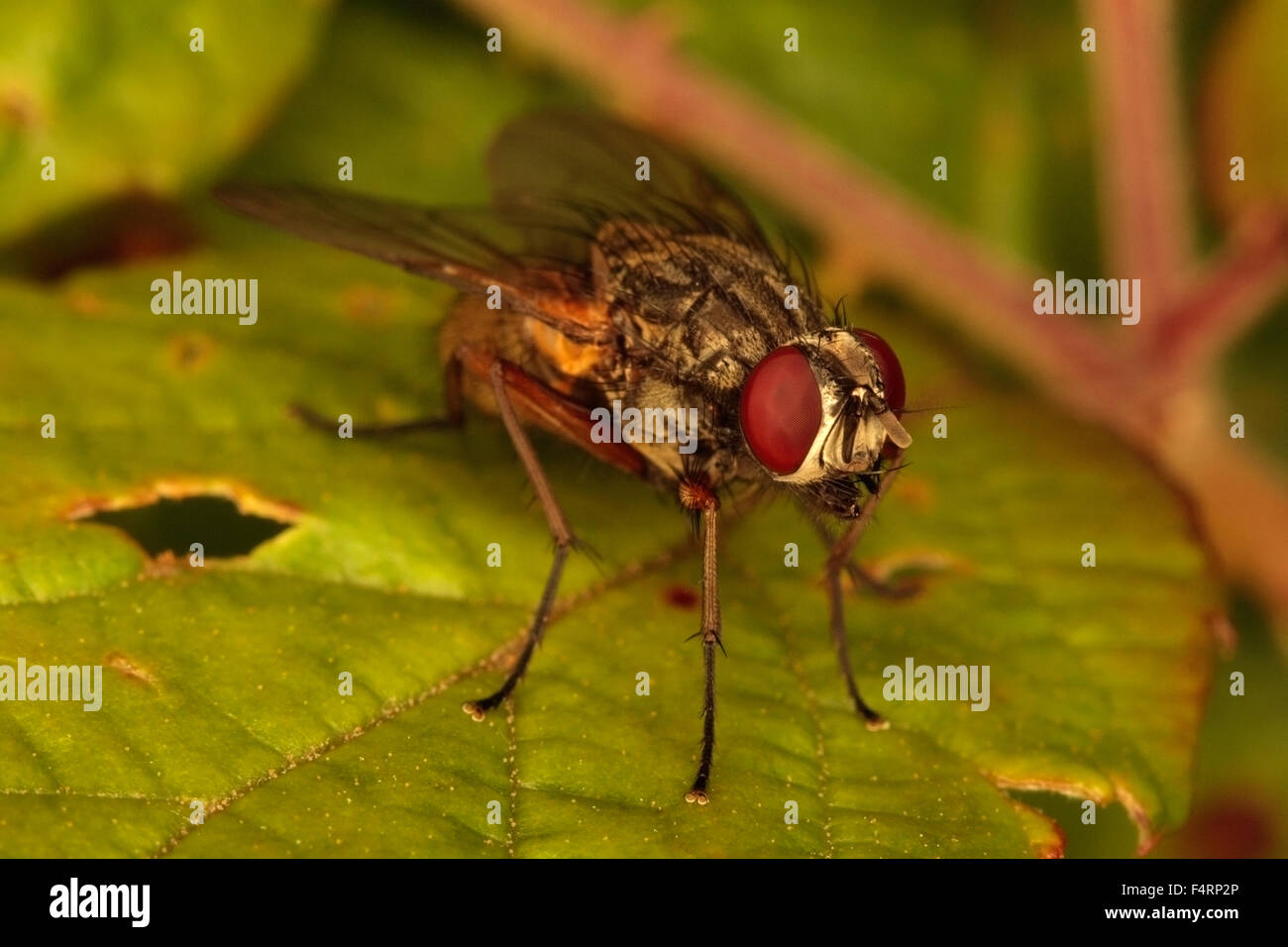 A species of House Fly Stock Photo - Alamy