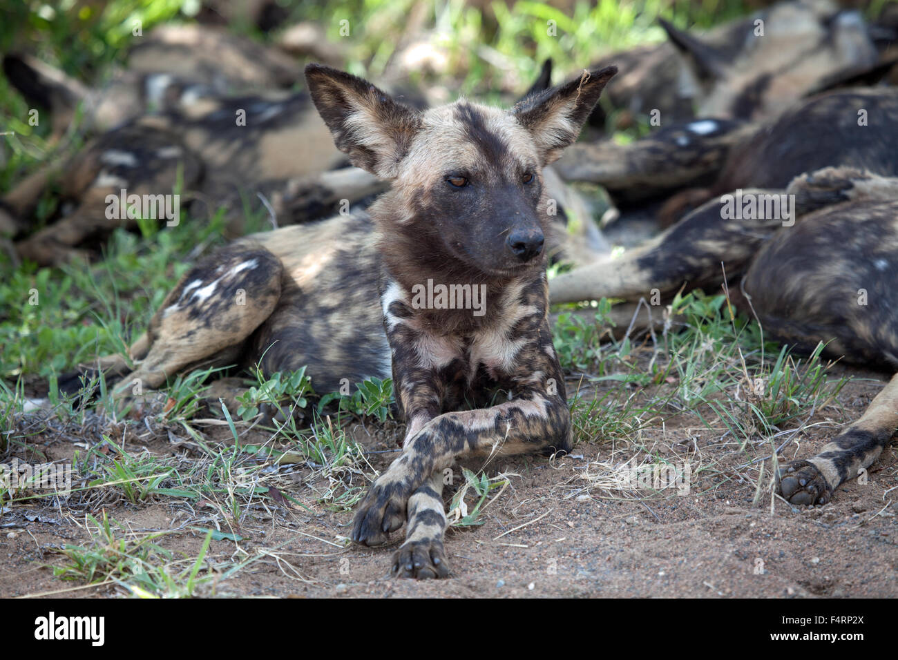 African wild dogs or African painted dogs (Lycaon pictus), pack ...