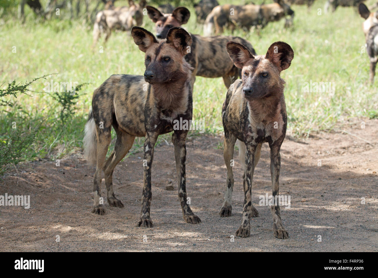 African wild dogs or African painted dogs (Lycaon pictus), Kruger ...