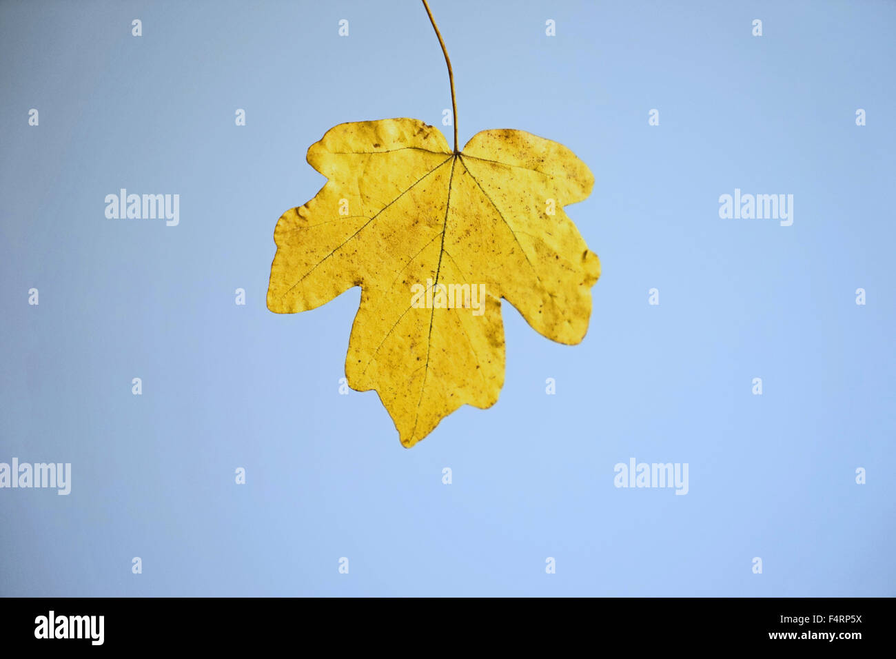 One Autumn Yellow Leaf Fall Leaf Season Winter Falling Leaf Leaf in ...