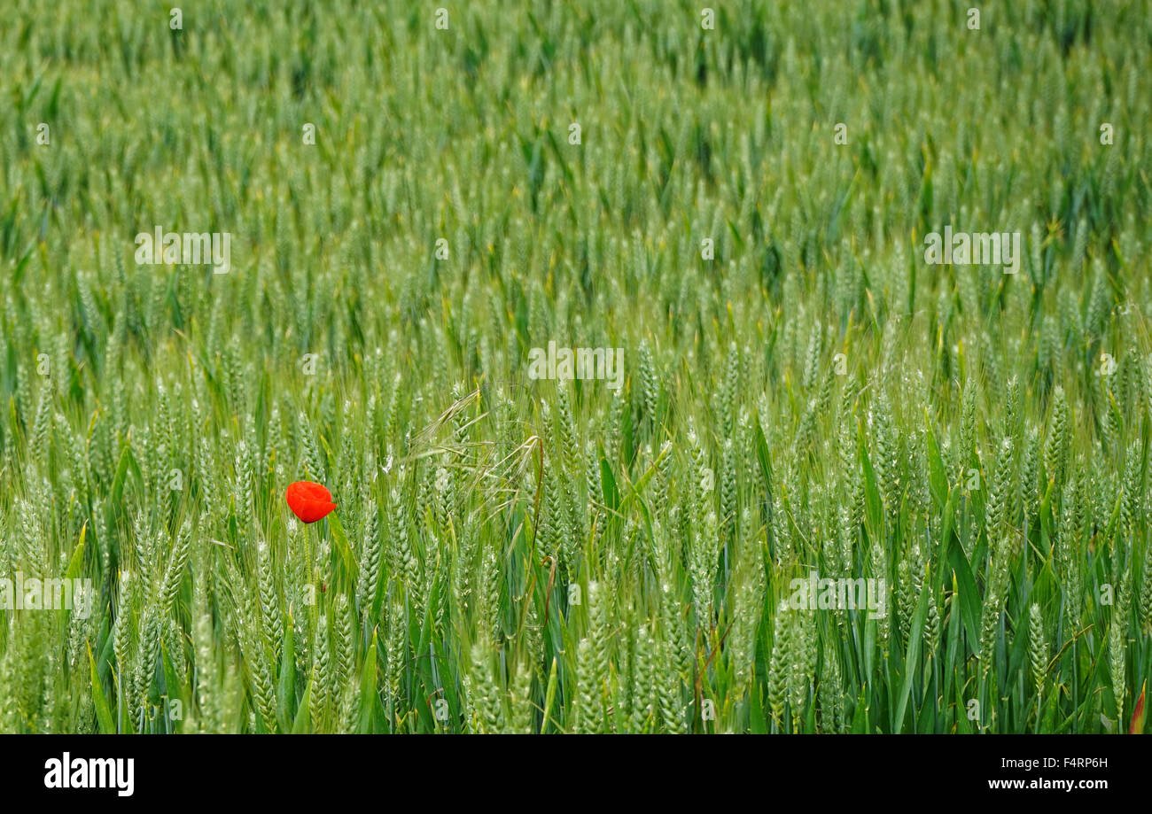 English field england hi-res stock photography and images - Alamy
