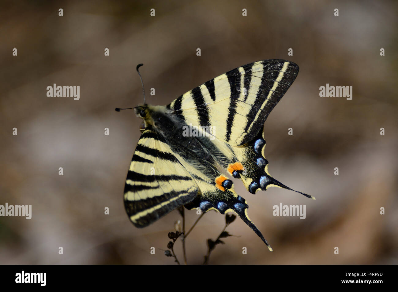 Butterfly iphiclides podalirius swallowtail hi-res stock photography ...