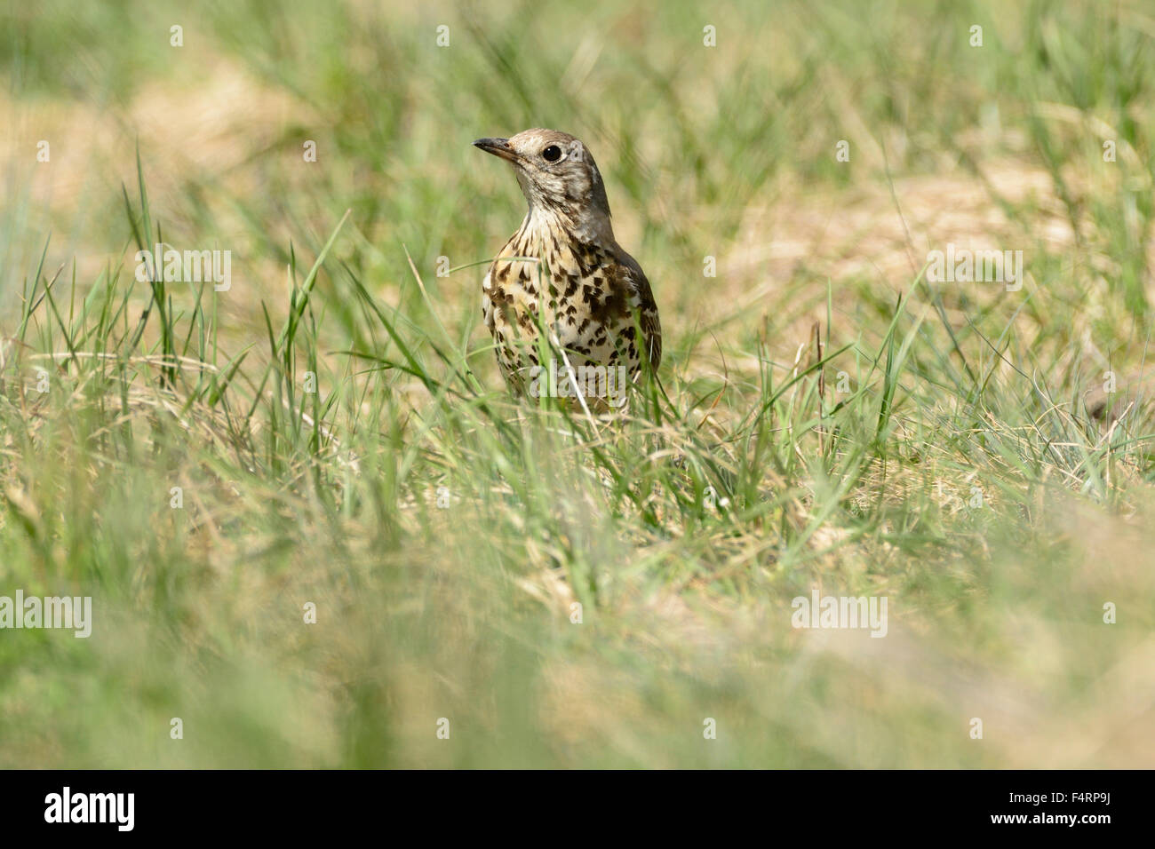 Mistle trush hi-res stock photography and images - Alamy