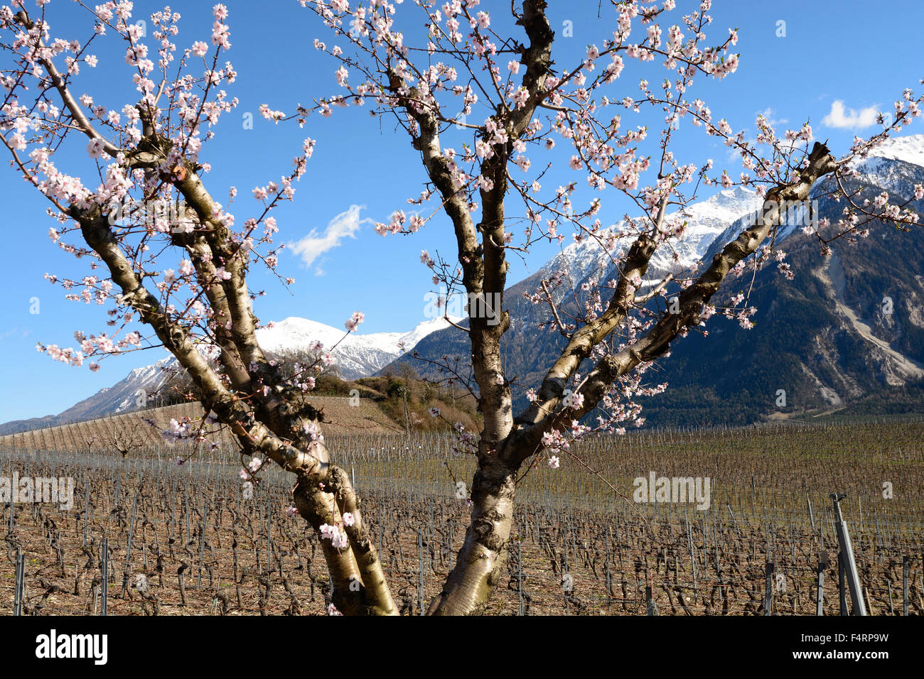 Almond tree blossoms hi-res stock photography and images - Alamy