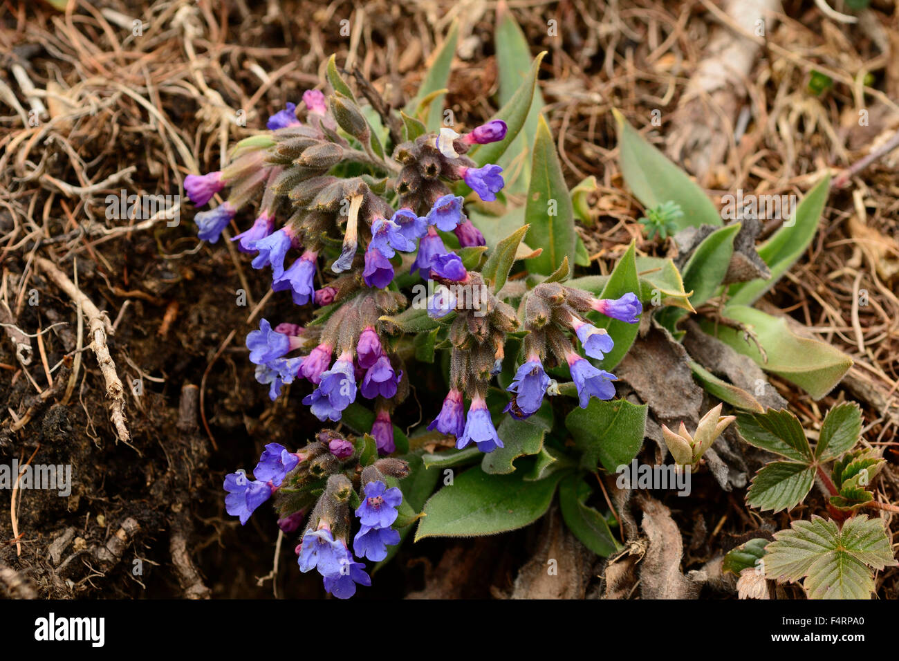 Boraginaceae hi-res stock photography and images - Alamy