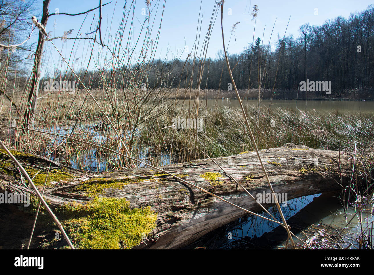 Switzerland, Europe, Jura, Bonfol, pond, nature reserve, reed, trunk ...