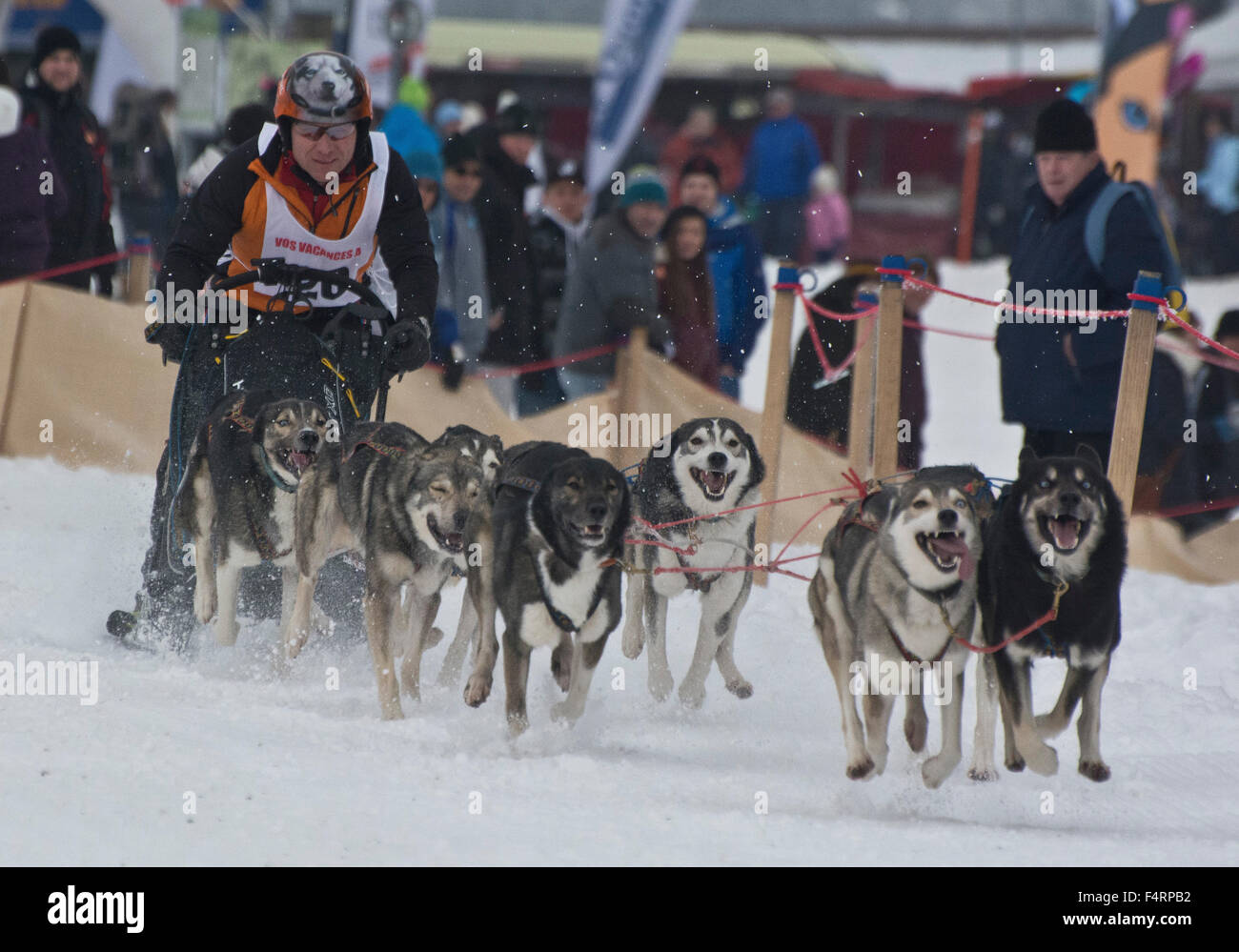 Sledge dogs hi-res stock photography and images - Alamy