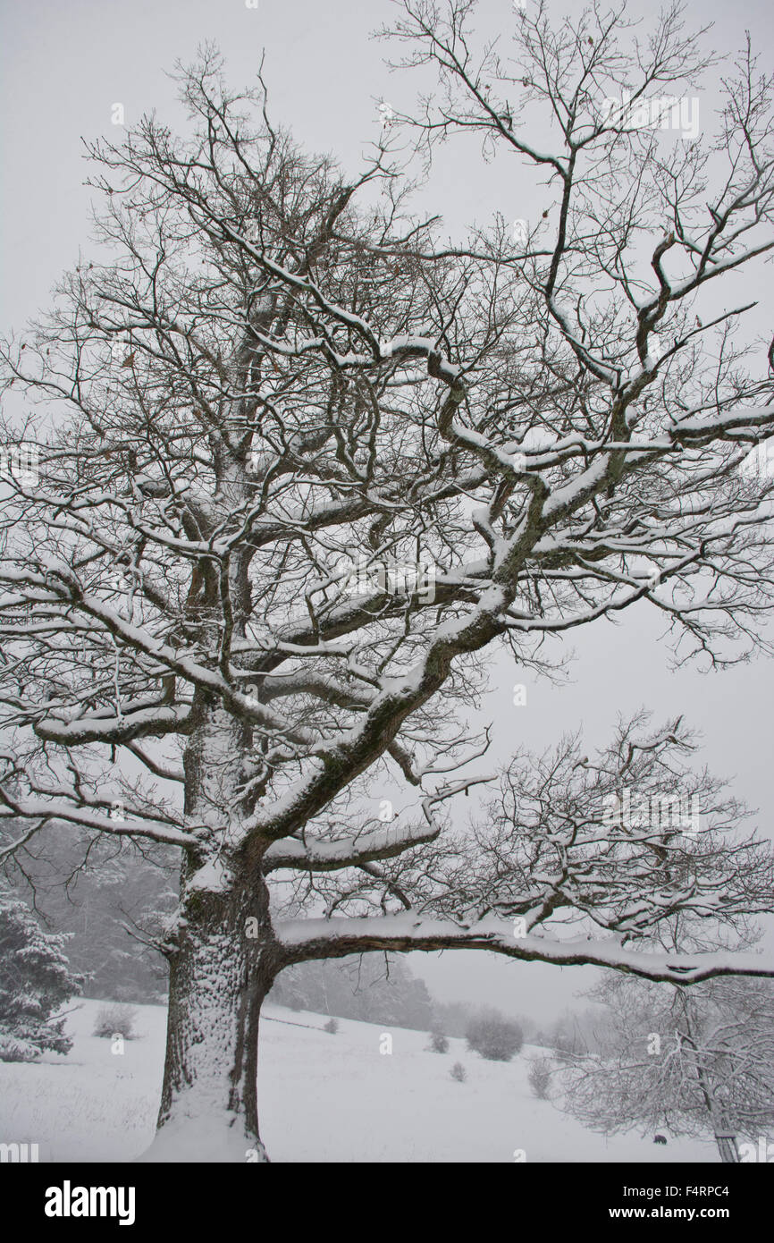 Switzerland, Europe, Baselland, Nenzlingen, oak, winter, snow Stock ...