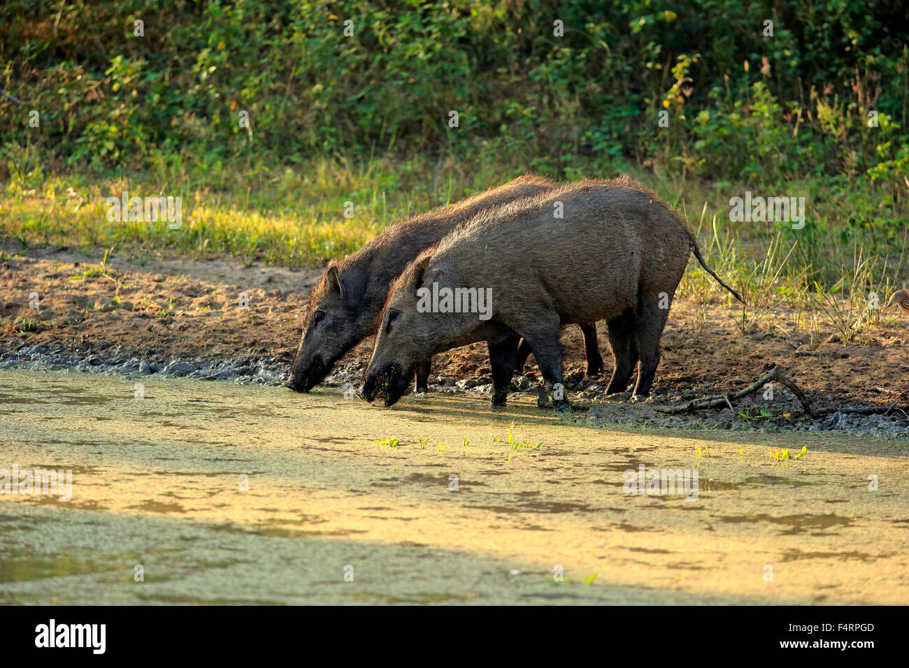 Wild boar (Sus scrofa affinis), Sri Lanka boar, couple by the water ...