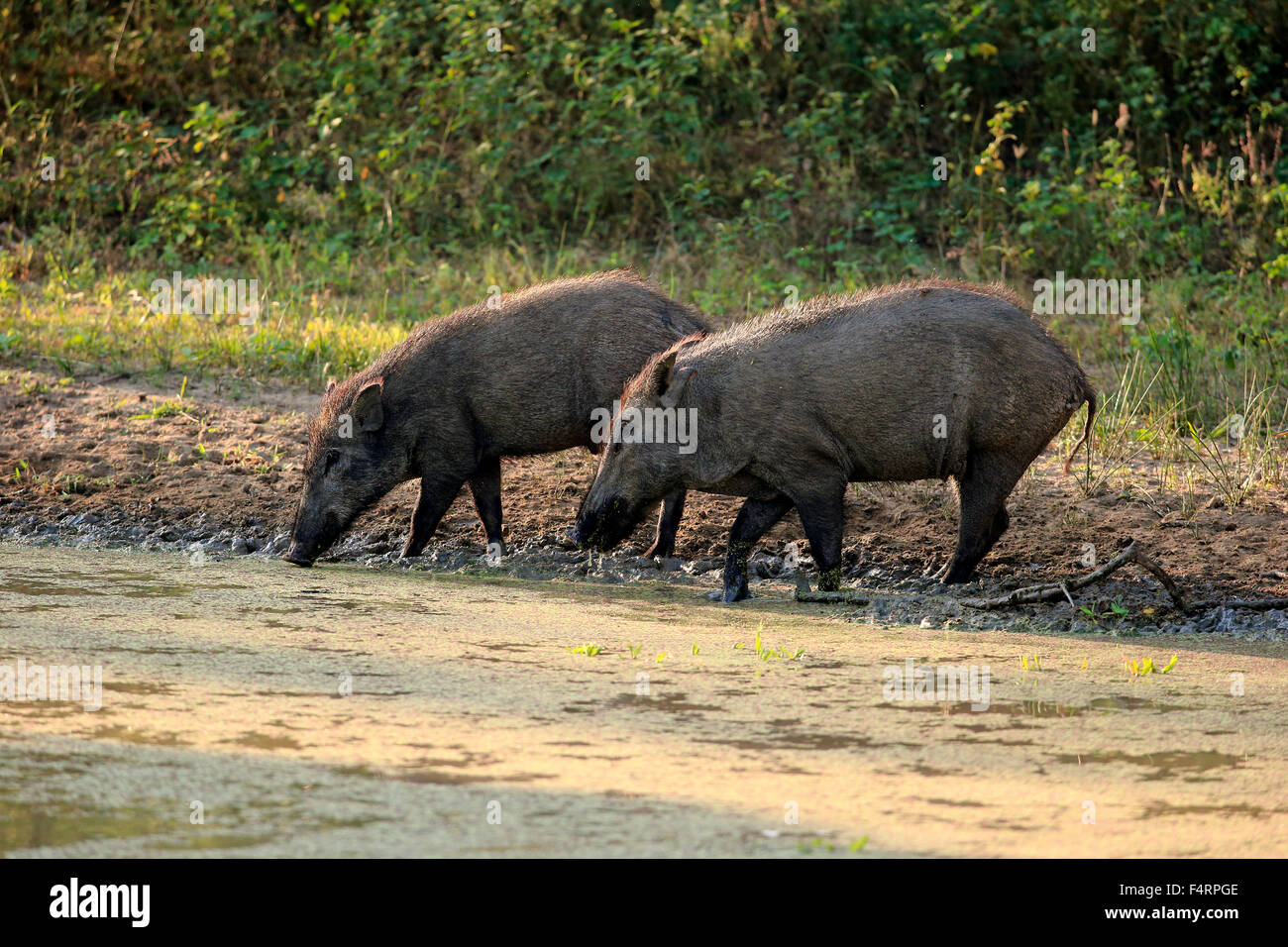 Wild boar (Sus scrofa affinis), Sri Lanka boar, couple by the water ...