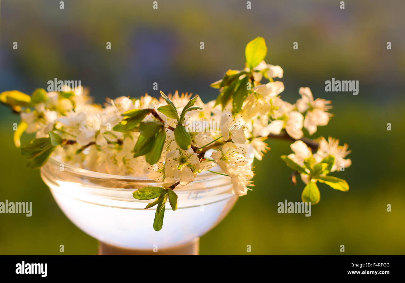 Spring bouquet of white colours in clean water Stock Photo - Alamy