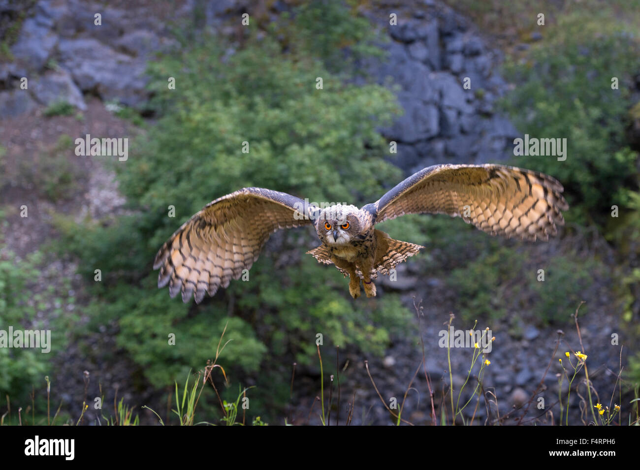 Eurasian eagle-owl (Bubo bubo), captive, spreading wings to land ...