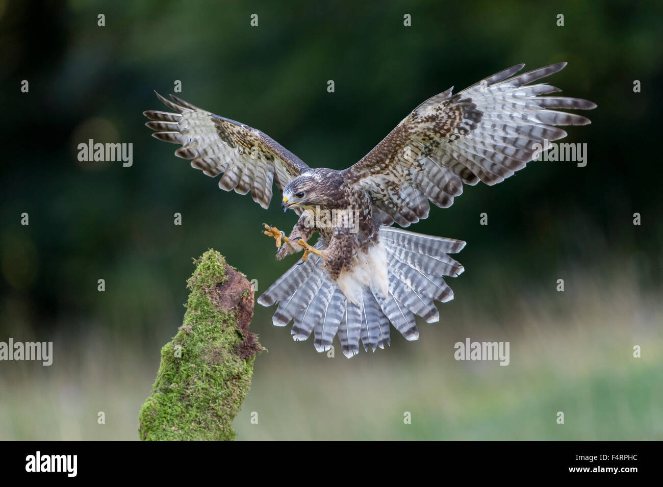 Captive Buteo Buteo Buzzard Common Buzzard High Resolution Stock ...