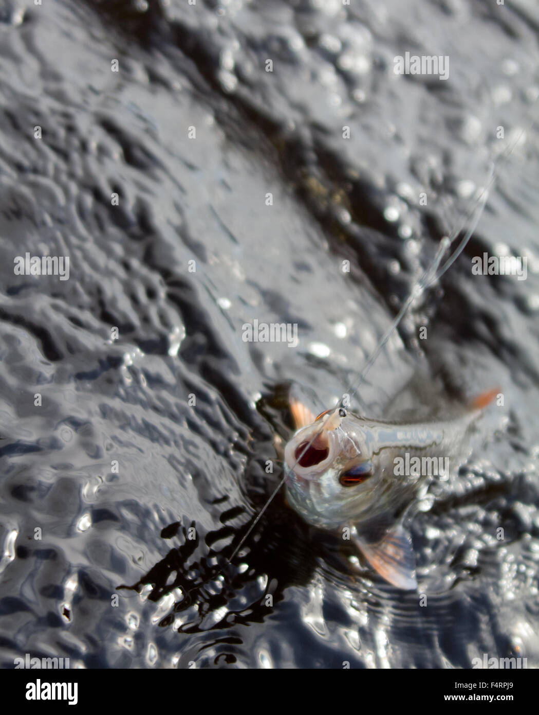 The fish caught in storm weather Stock Photo - Alamy