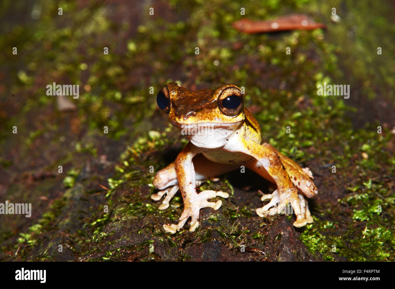 Tree frog, Kubah National Park, Malaysia Stock Photo - Alamy