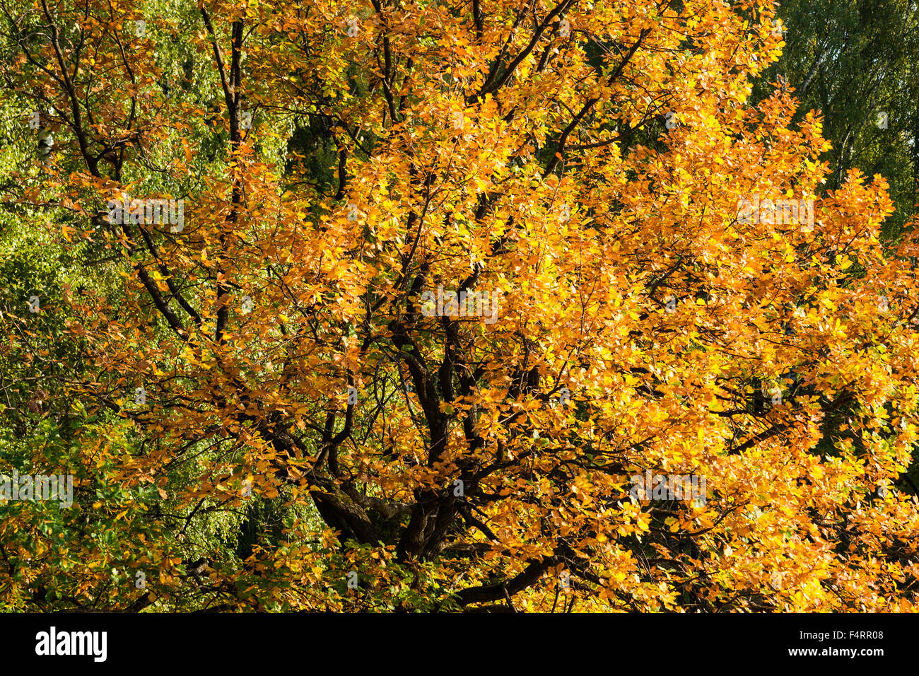 Foliage of an old oak tree in autumn season. Dark brown tree trunk ...
