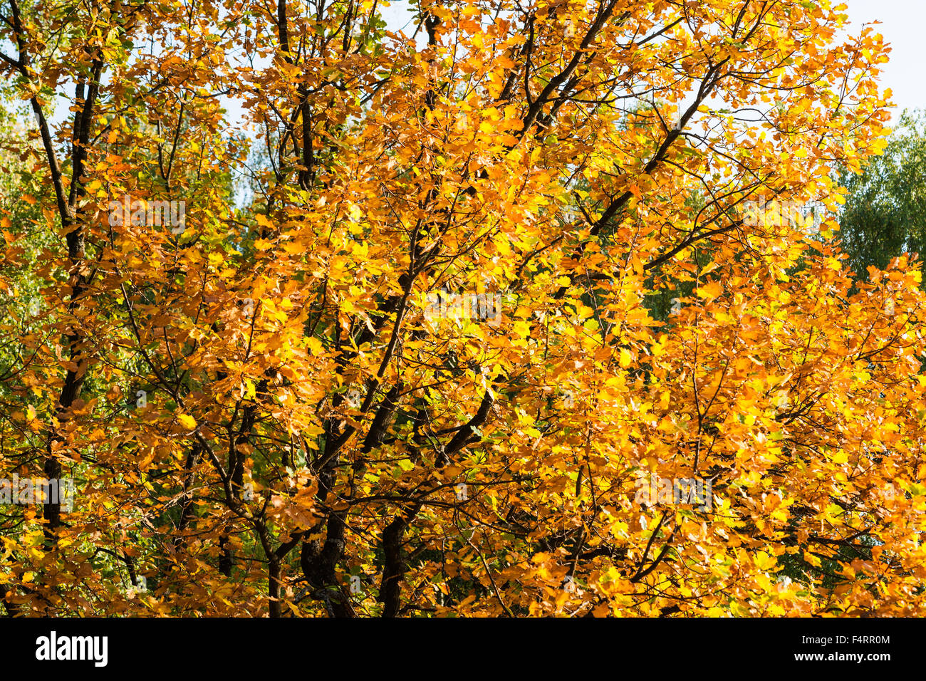 Foliage of an old oak tree in autumn season. Dark brown tree trunk ...