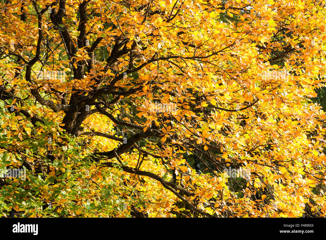 Foliage of an old oak tree in autumn season. Dark brown tree trunk ...