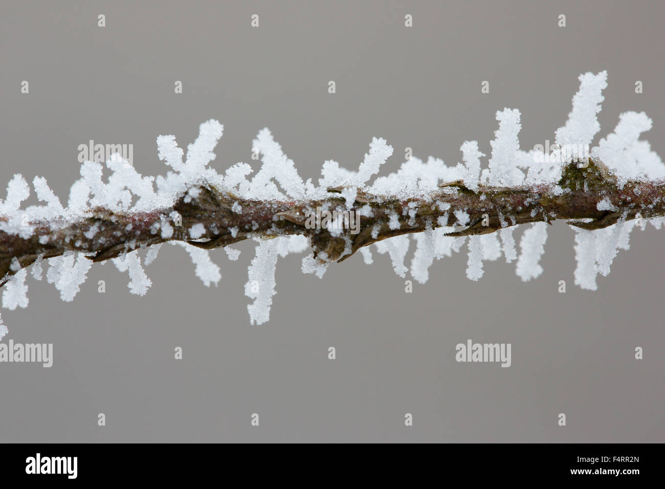 Frost Flowers High Resolution Stock Photography and Images - Alamy