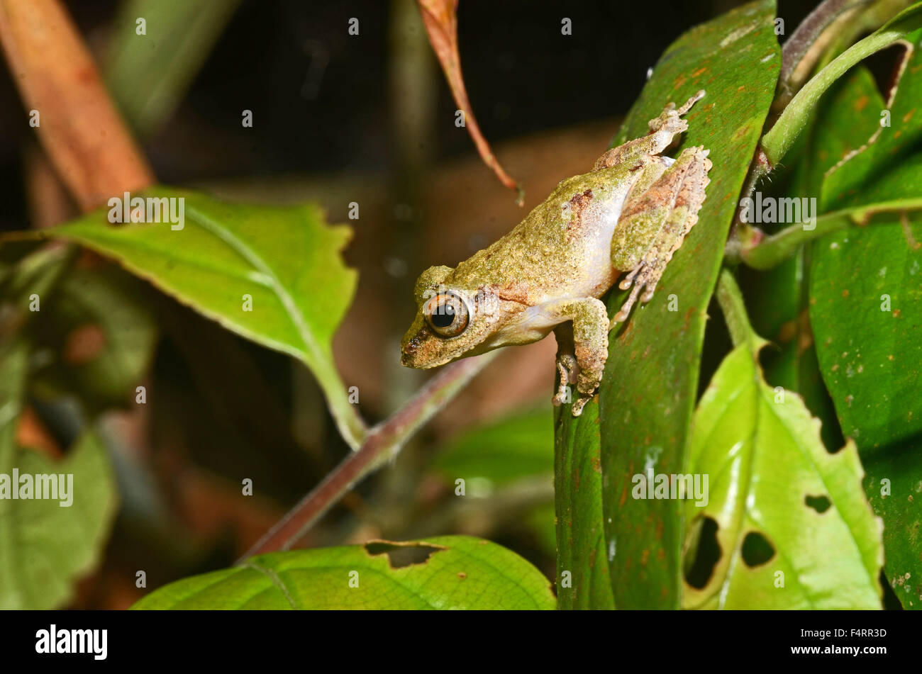 Tree frog, Kubah National Park, Malaysia Stock Photo - Alamy