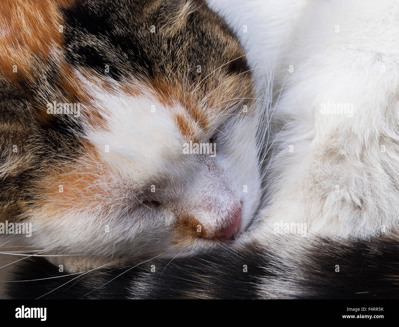 Cat close up Stock Photo - Alamy