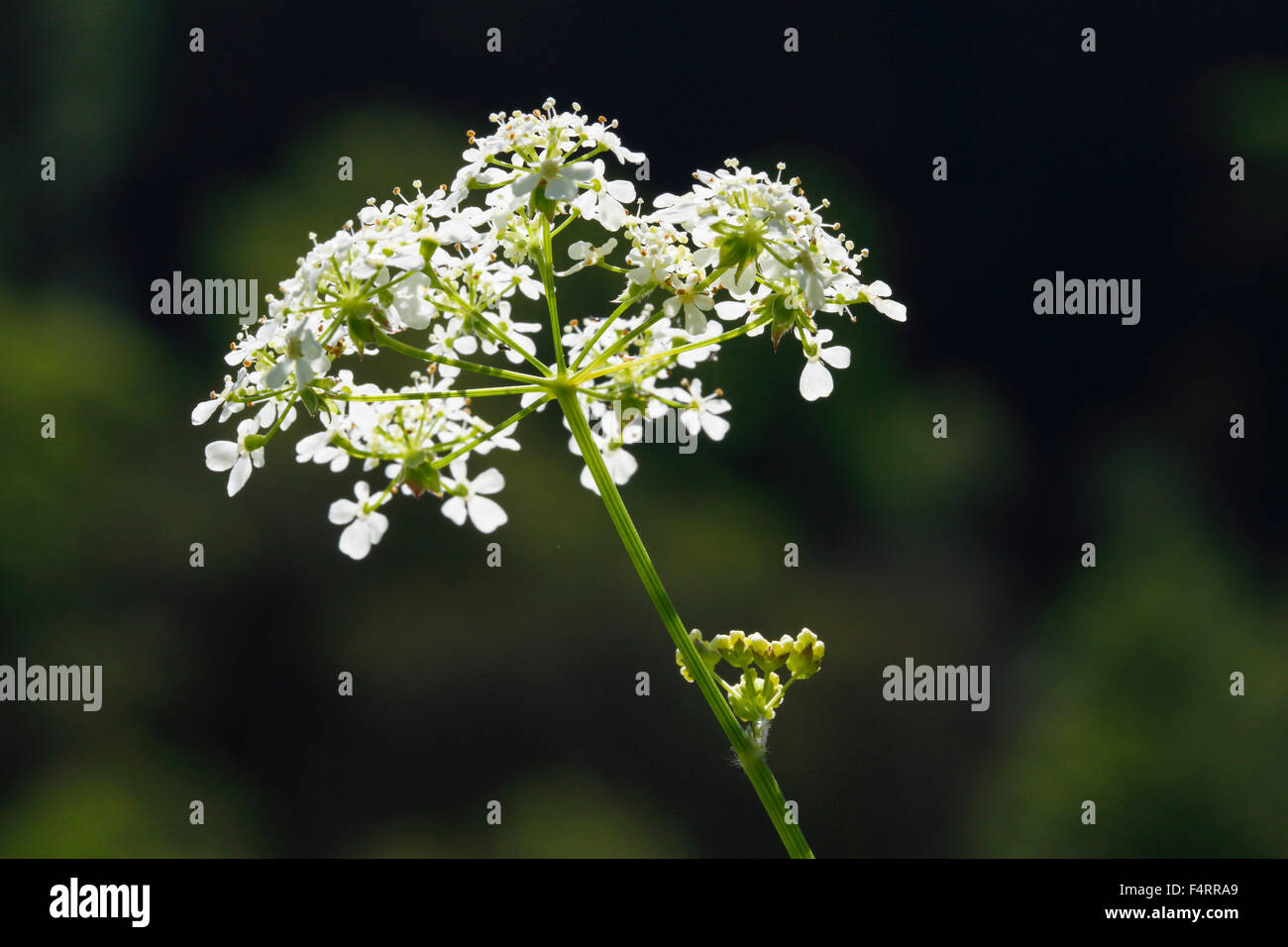 Anthriscus, flower, flowers, flora, spring, chervil, macro, close-up ...