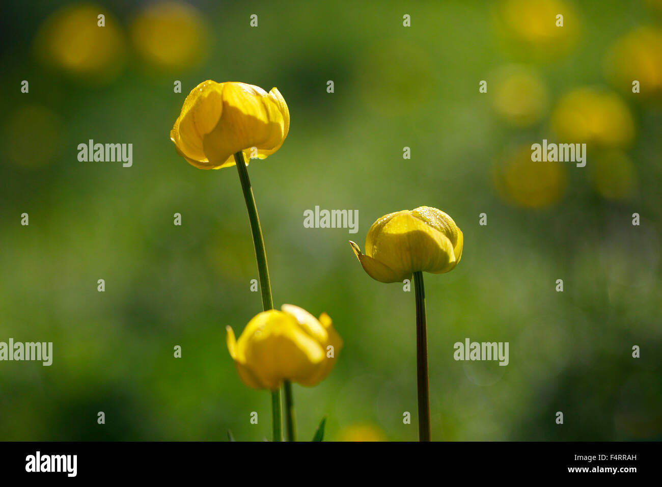 Troll Flowers Stock Photos & Troll Flowers Stock Images - Alamy