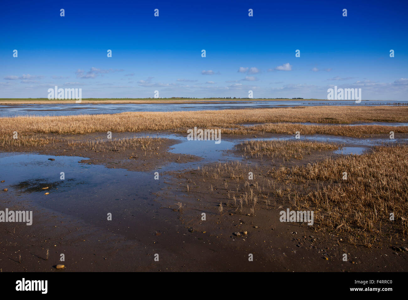 National Park Wadden Sea near the Danish Island Mandö, Jutland, Denmark ...