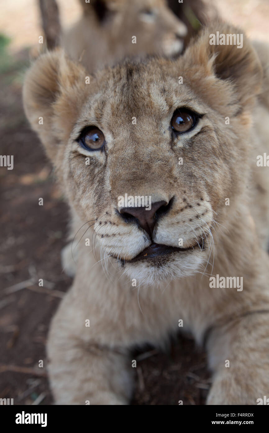 Lion (Panthera leo) cub on ranch, portrait, captive, South Africa Stock ...