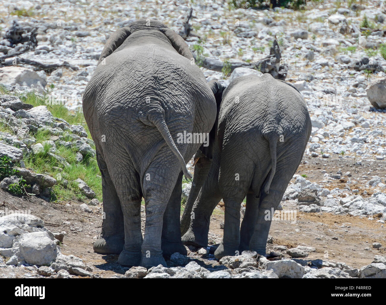 African elephants rear view hi-res stock photography and images - Alamy