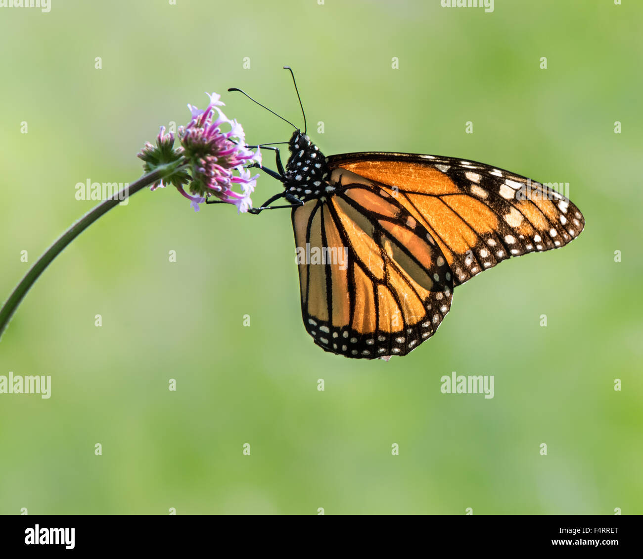 Profile Portrait of a Monarch Butterfly Perching on a Verbena Flower ...