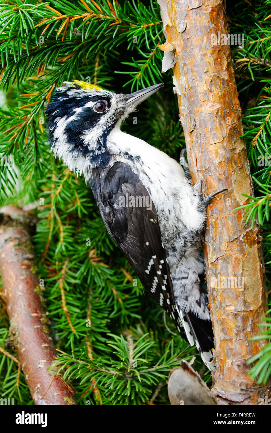 Woodpecker long beak hi-res stock photography and images - Alamy