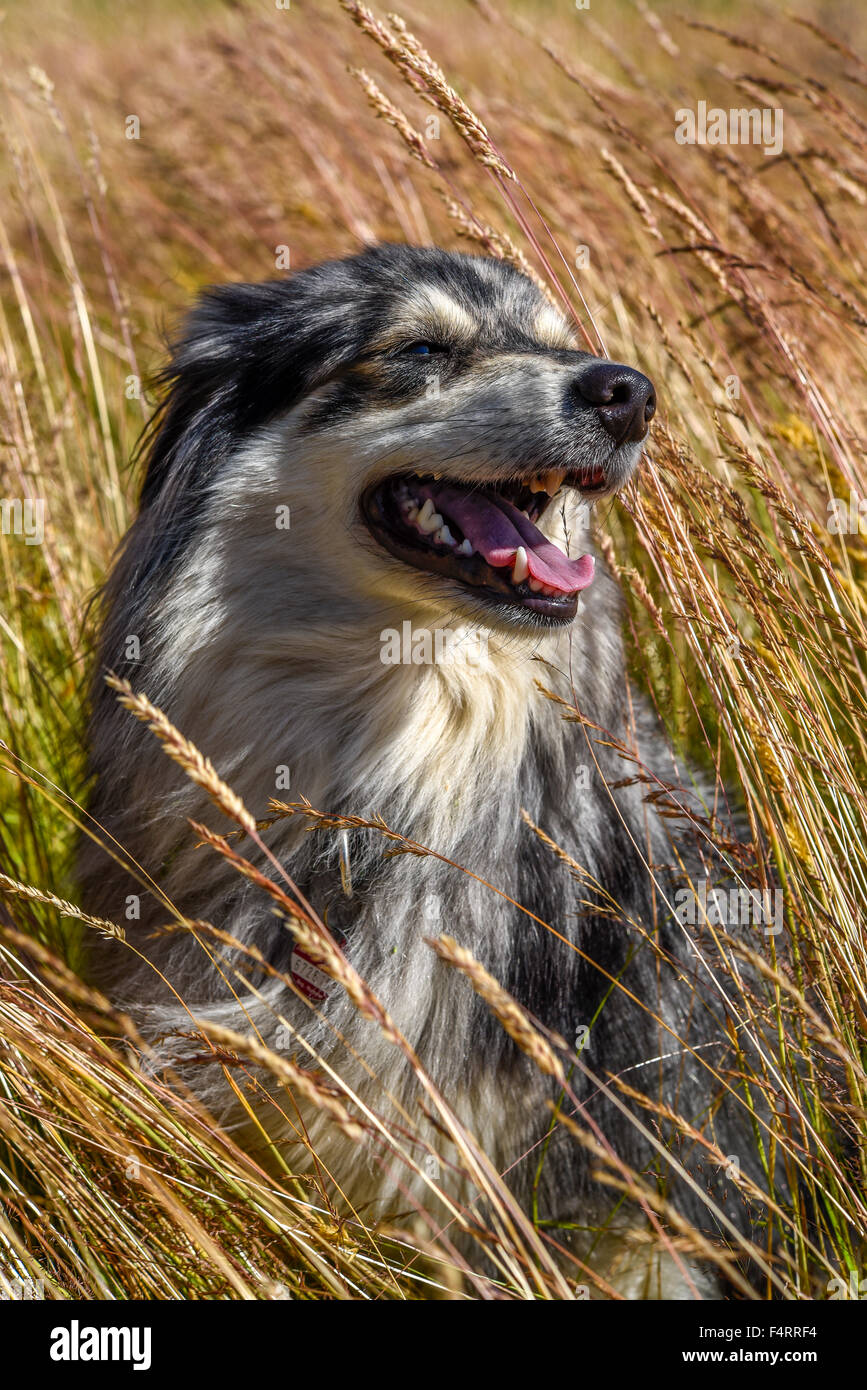 Dog in wheat field, Australian Shepherd mixed breed, Schleswig-Holstein ...