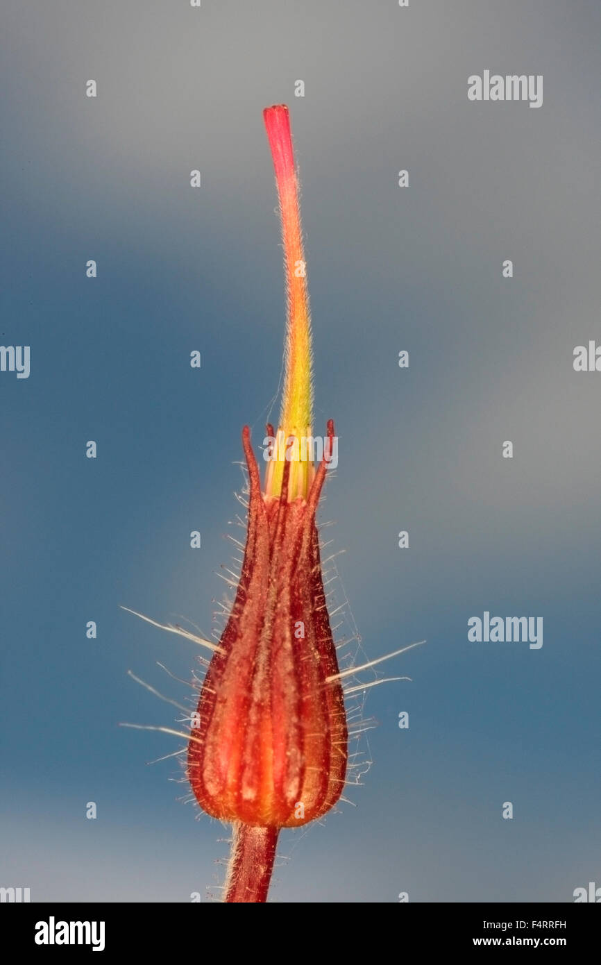 Plants with spike leaves hi-res stock photography and images - Alamy