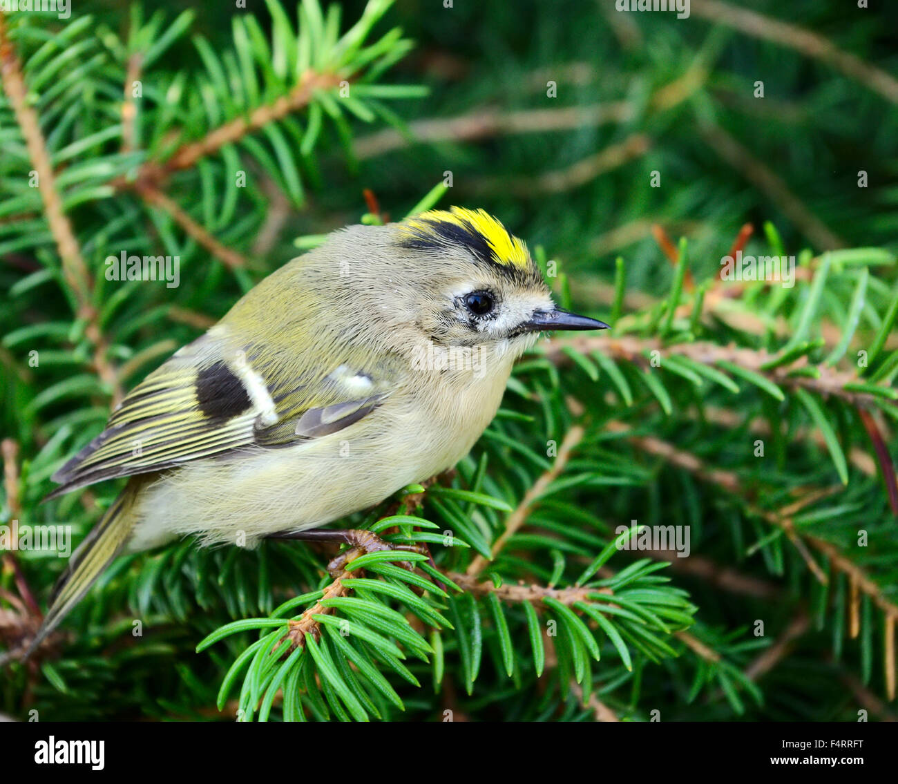 Regulidae bird hi-res stock photography and images - Alamy