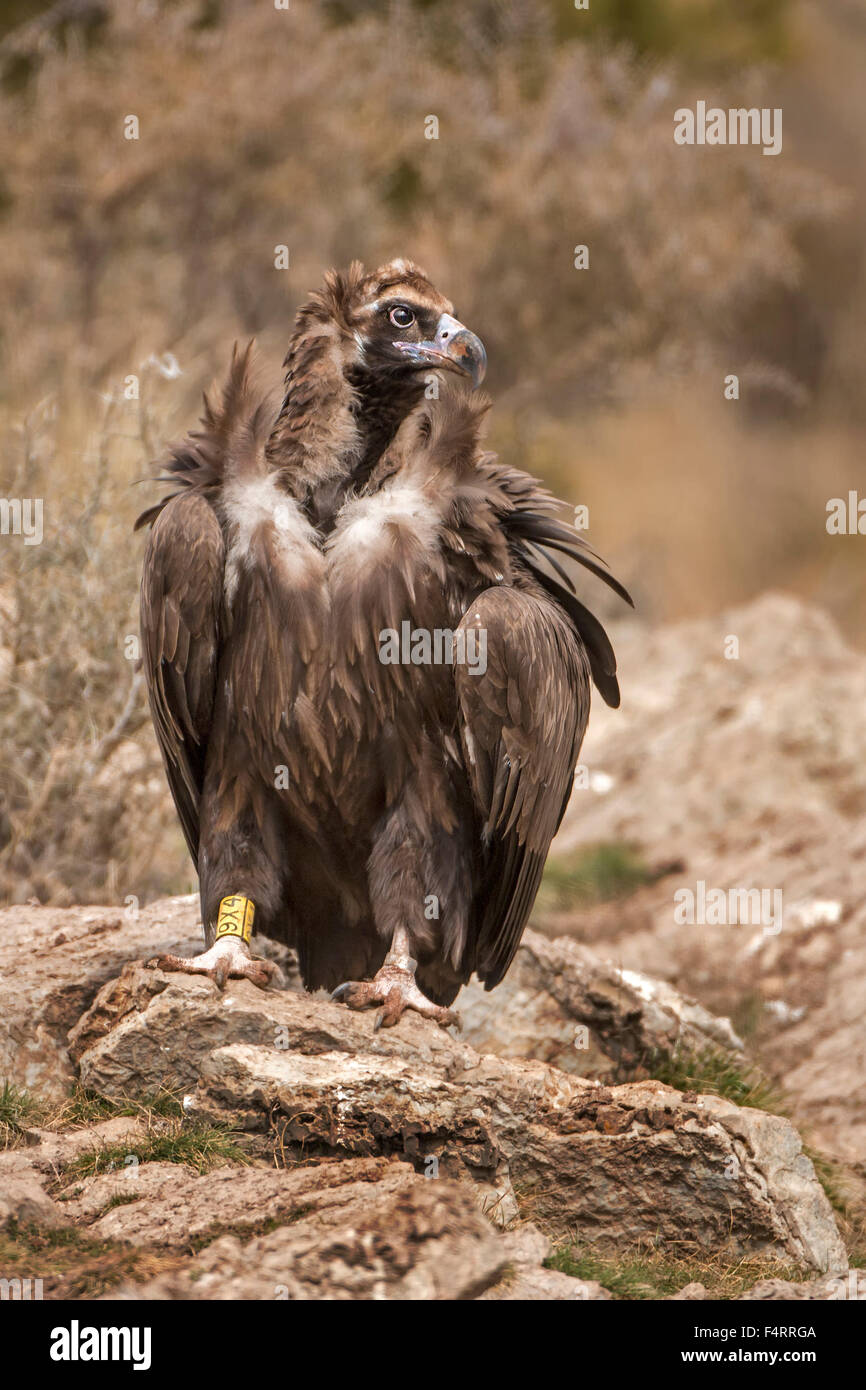 Vulture of the old world hi-res stock photography and images - Alamy