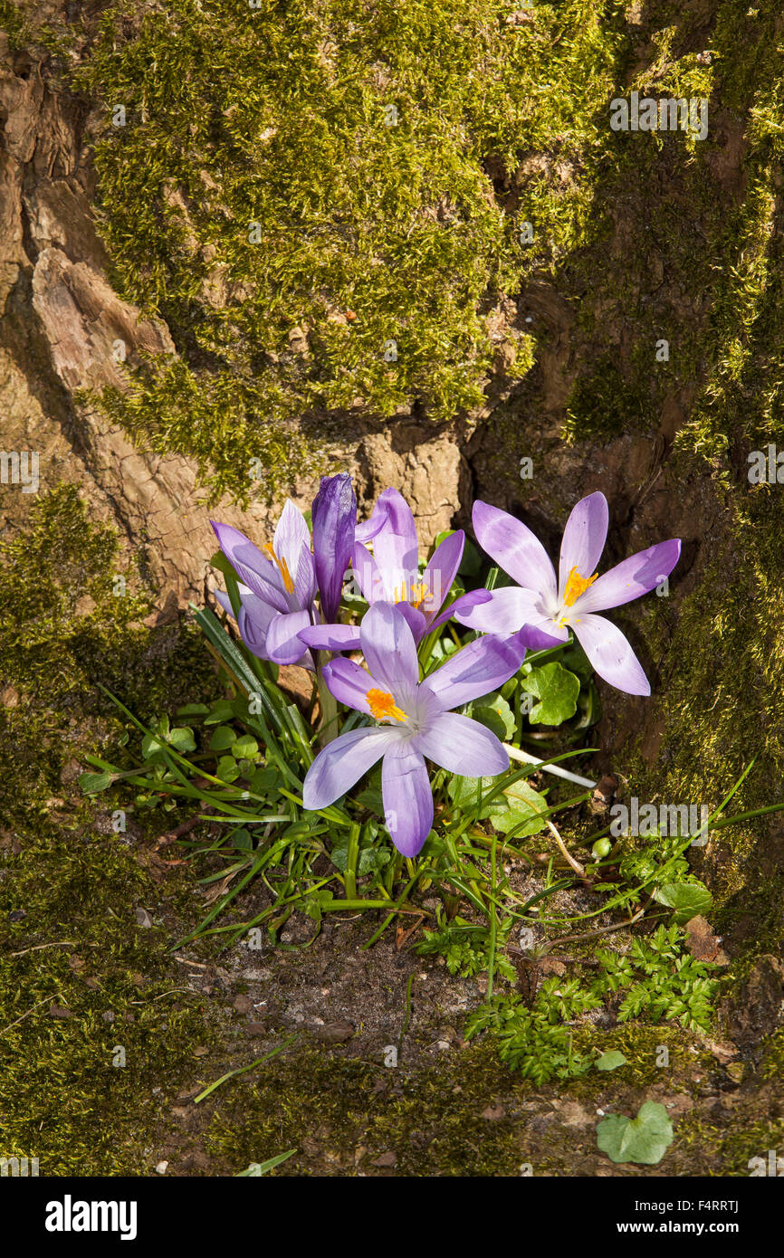 Crocus blossom (Crocus, napolitanus) in the castle park Husum ...