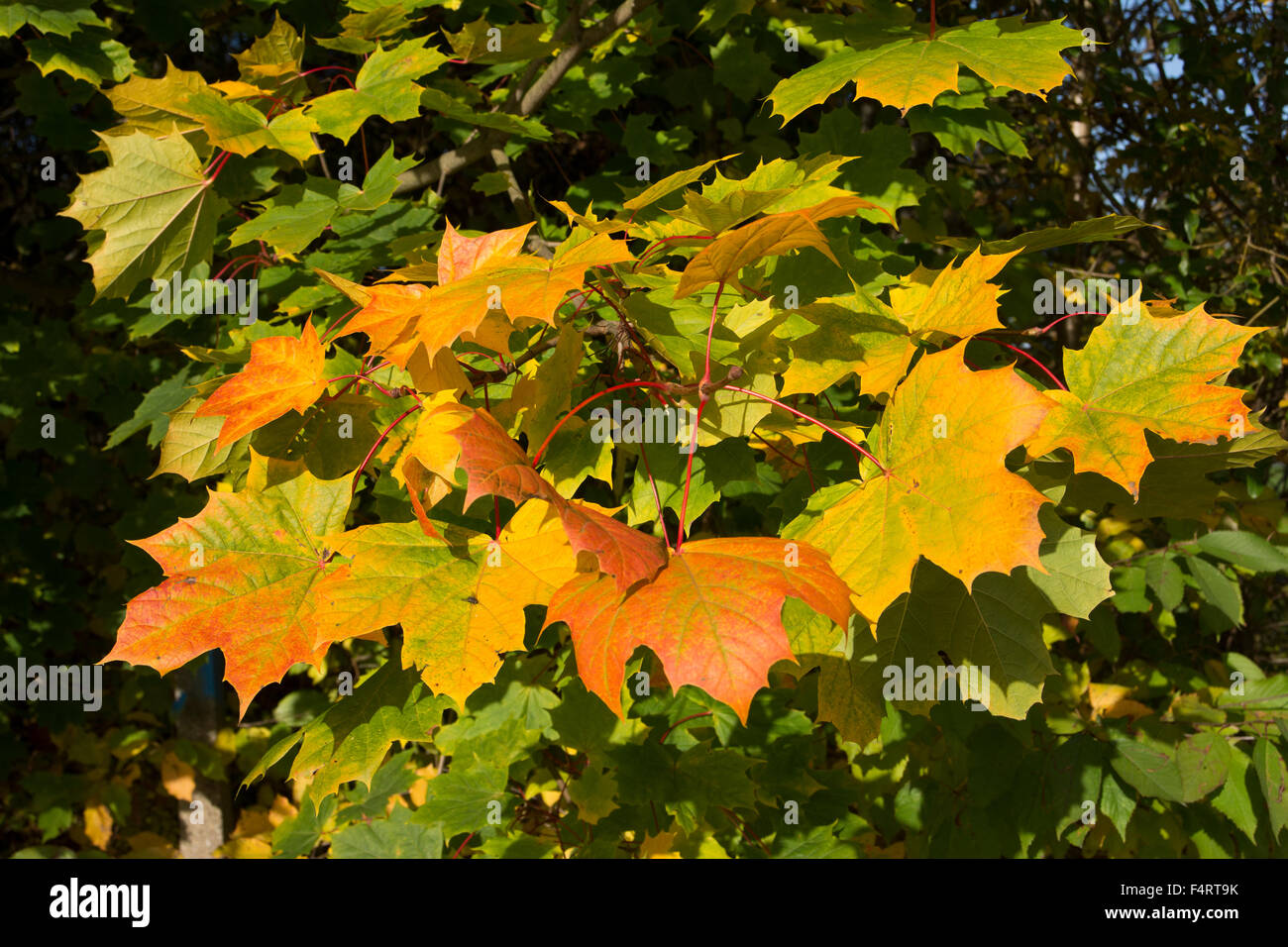 Sycamore leaves turning red & gold during autumn Stock Photo - Alamy